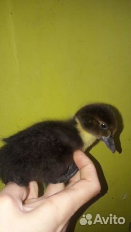 Утята бегунки продажа или обмен