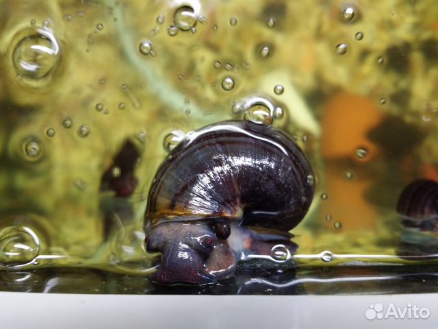 Улитки аквариумные ампулярии черничные