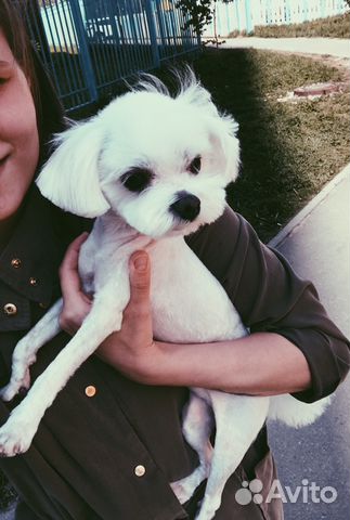 Мальтезе ищет даму