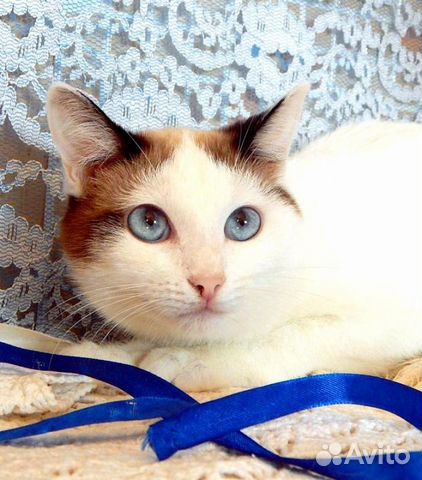 Отдам голубоглазую сиамскую кошечку