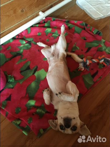 Вязка чихуахуа