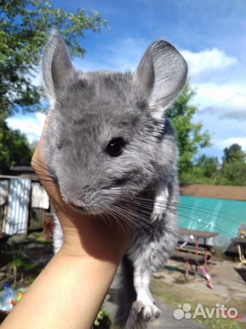 Шиншиллы (2 мальчика)