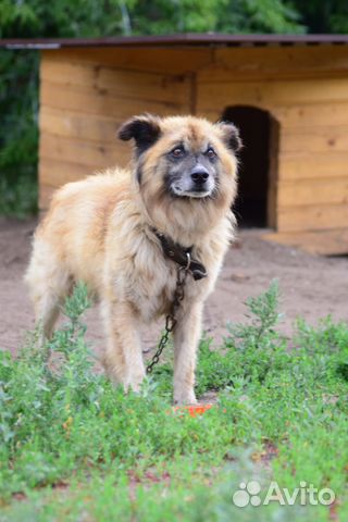 Пушистый мишка Барни