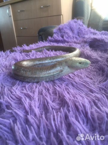 Безногая ящерица + террариум