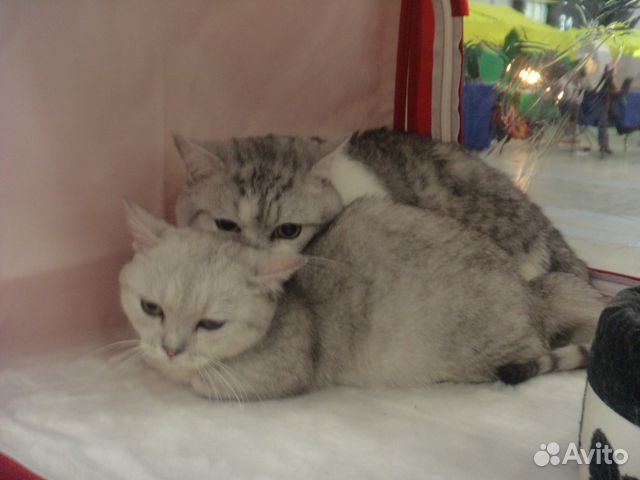 Два племенных кота и котята