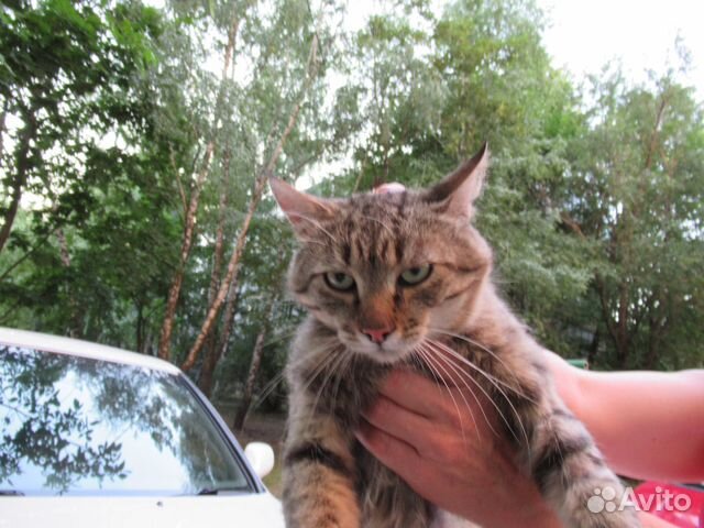 Котик взрослый ищет хозяев