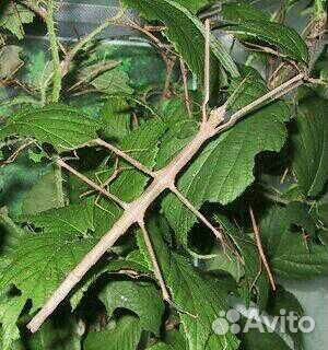 Палочники вьетнамские