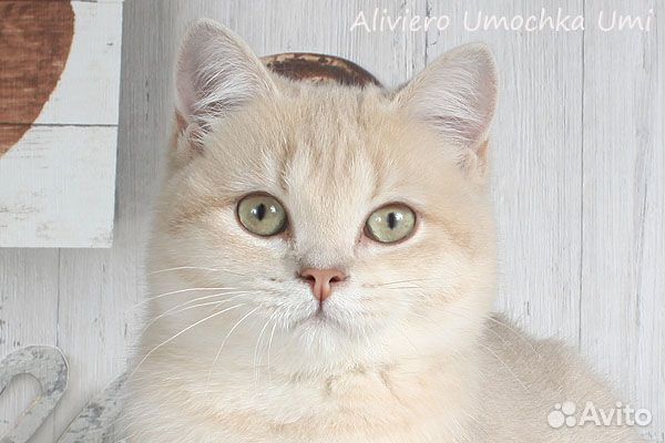 Красавица Умочка в эксклюзивном окрасе