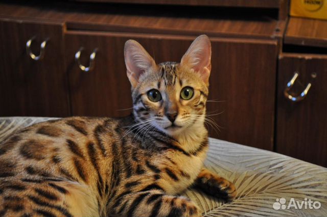 Бенгальская