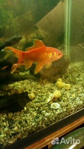 Карась красный