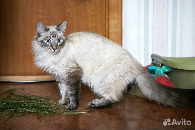 Котик в добрые руки