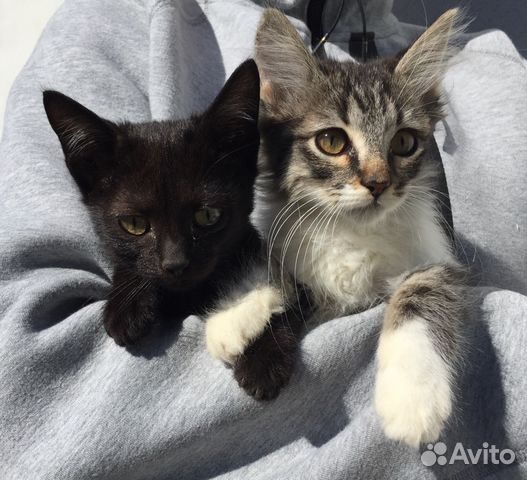 Котята в добрые руки