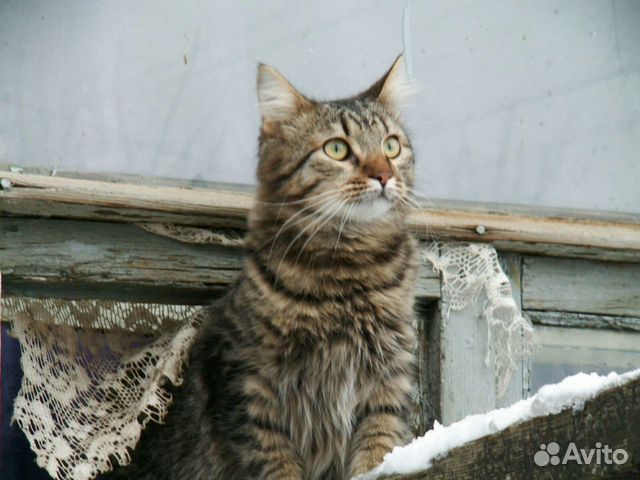 Чип, котик 1,5года