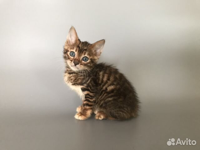 Тойгер котик Вивар