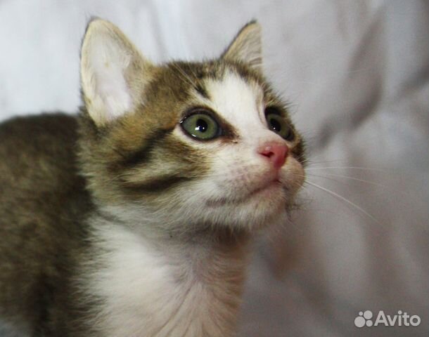 Мальчик Тишка - 4 мес. Мега-милое существо в дар