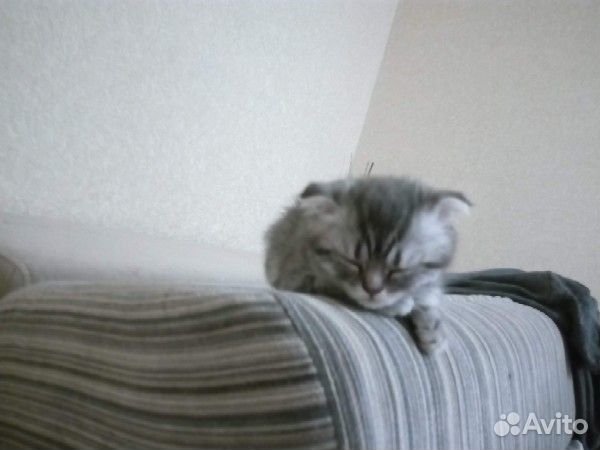 Шотландские