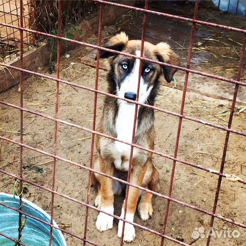 Щенок с голубыми глазами