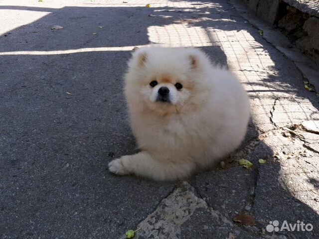 Шпиц на вязку