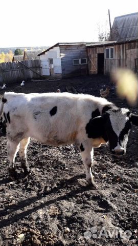 Продам корову