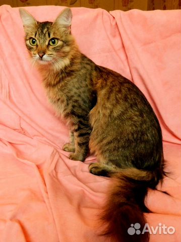 Красивая молоденькая кошечка