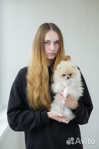 Щенки шпица