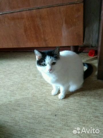 Очень добрая стерилизованая кошка в дар
