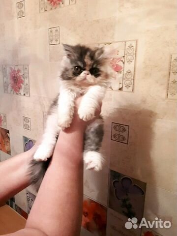 Персидская экстримальная девочка