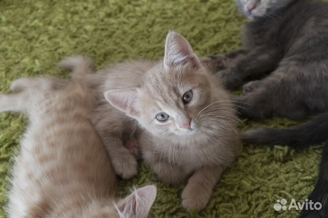 Котята в заботливые руки