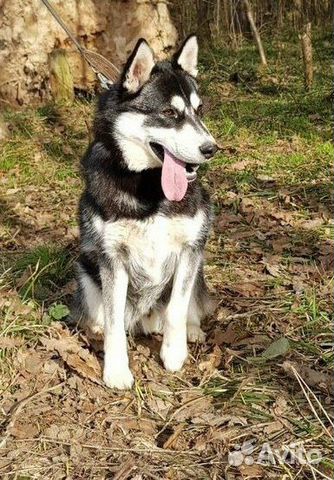 Хасан в дар ответственным людям