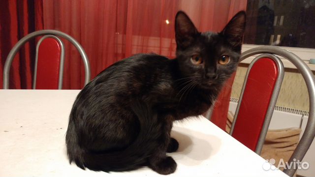 Котенок ищет дом