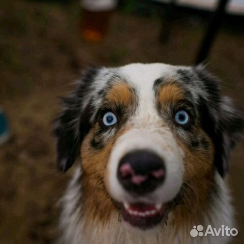 Австралийская овчарка (аусси)