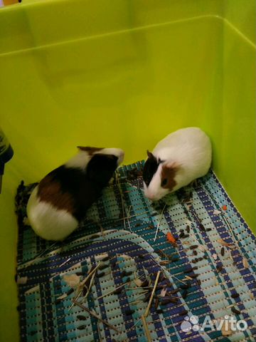 Морская свинка