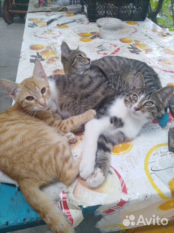 Котята-крысоловы
