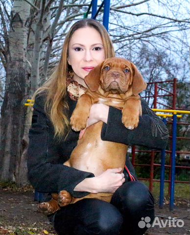 Щенок Бордоского дога, девочка