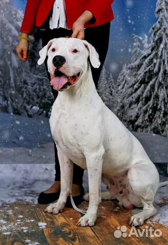 Вязка. Аргентинский дог