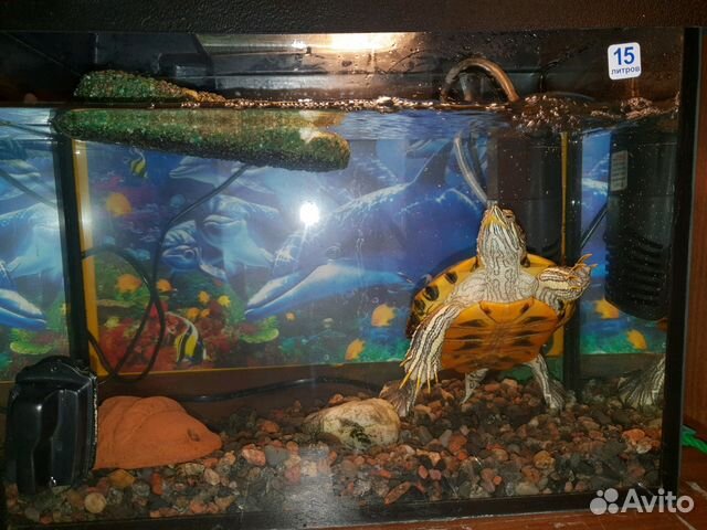 Красноухая черепаха