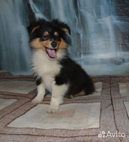 Щенки шелти