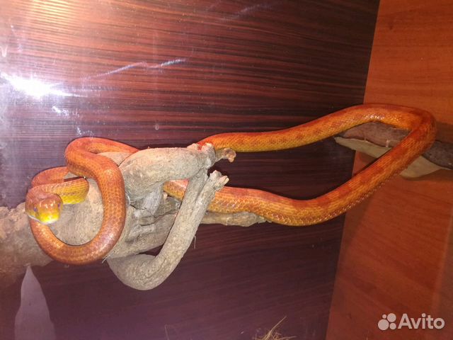 Полоз Алена Роса