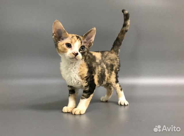 Девон рекс кошечка Лала