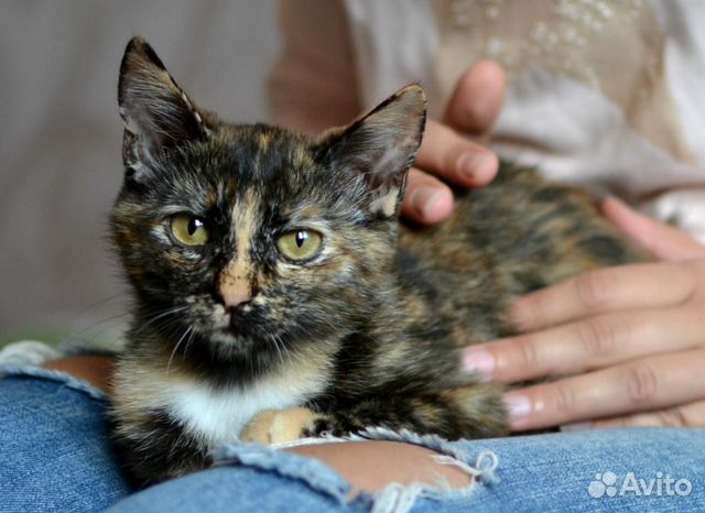 Котенок - очень красивая черепашка