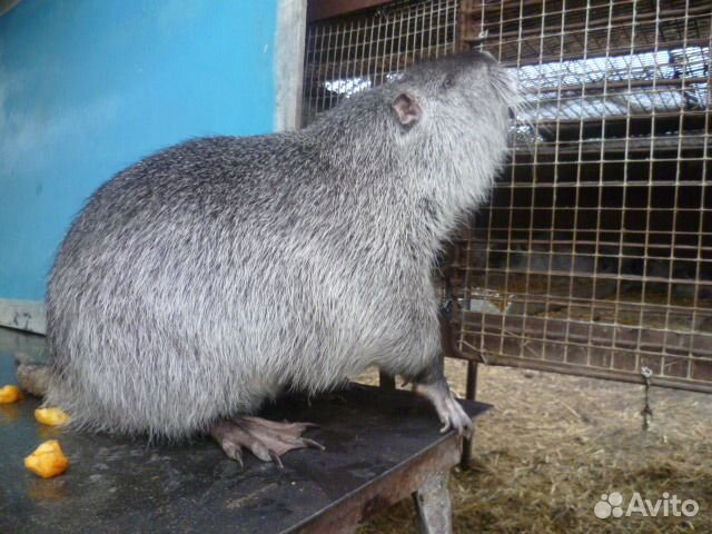 Нутрии.Чистокровное серебро. самочки