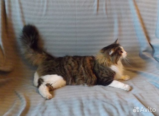 Огромный добрый котяра