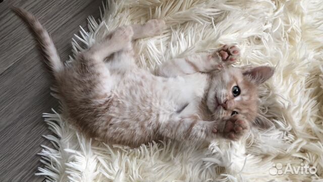 Отдам котёнка в любящие руки