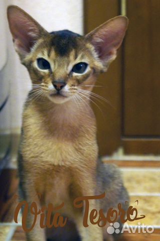 Абиссинский котенок