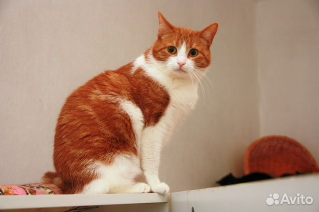 Солнечная Сафи в добрые руки