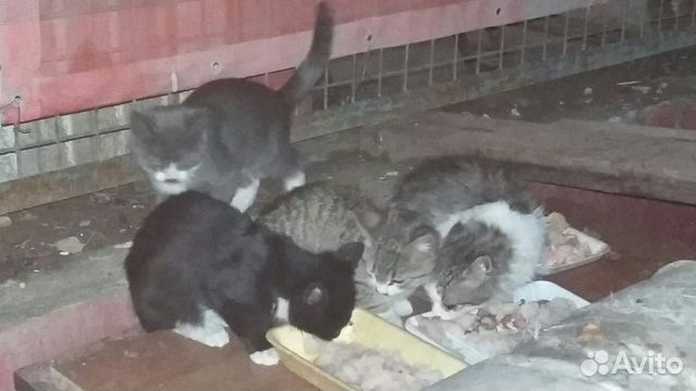 Маленькие беспризорные котята ищут себе дом