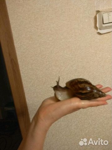 Улитка Ахатины