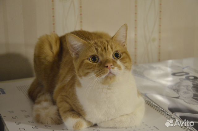 Перспективный красный мальчик скоттиш страйт