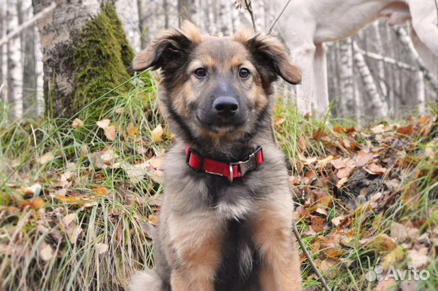 Балуша в добрые руки / щенок в дар