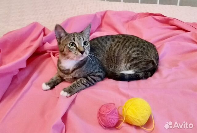 Котята Мини - Рысята в дар в добрые руки